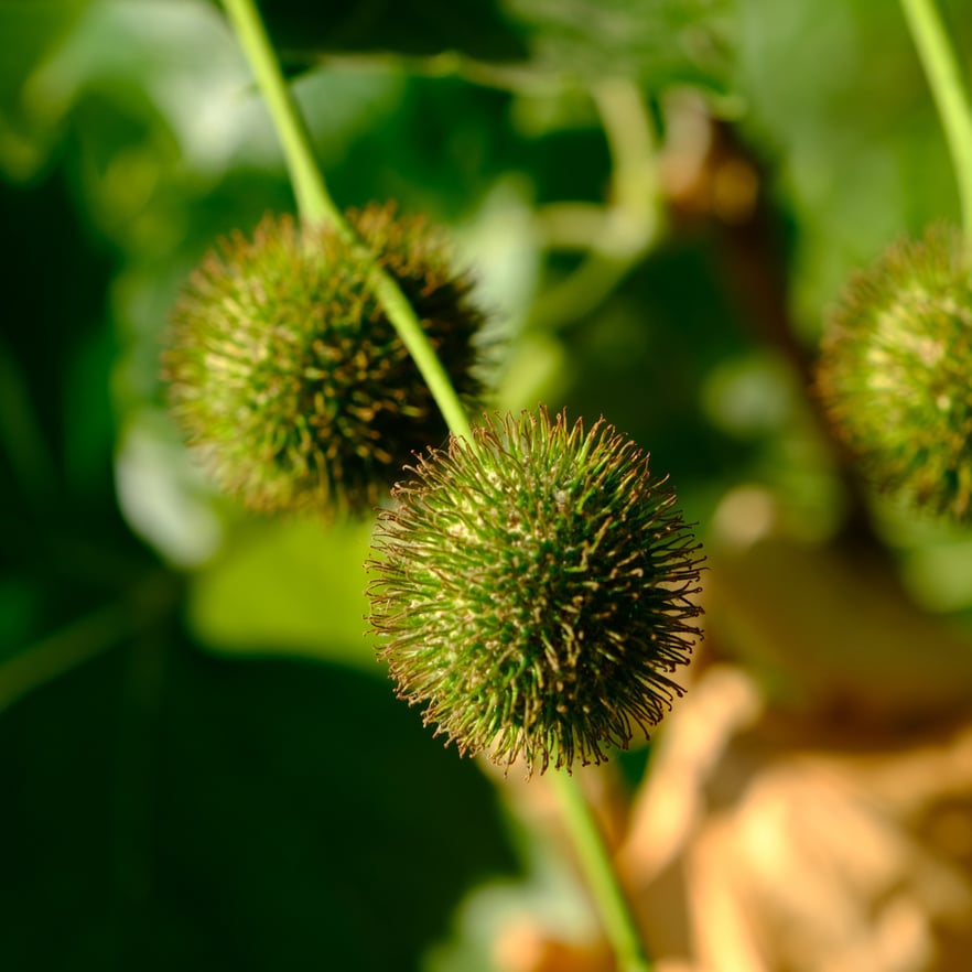 Medicinal plants history